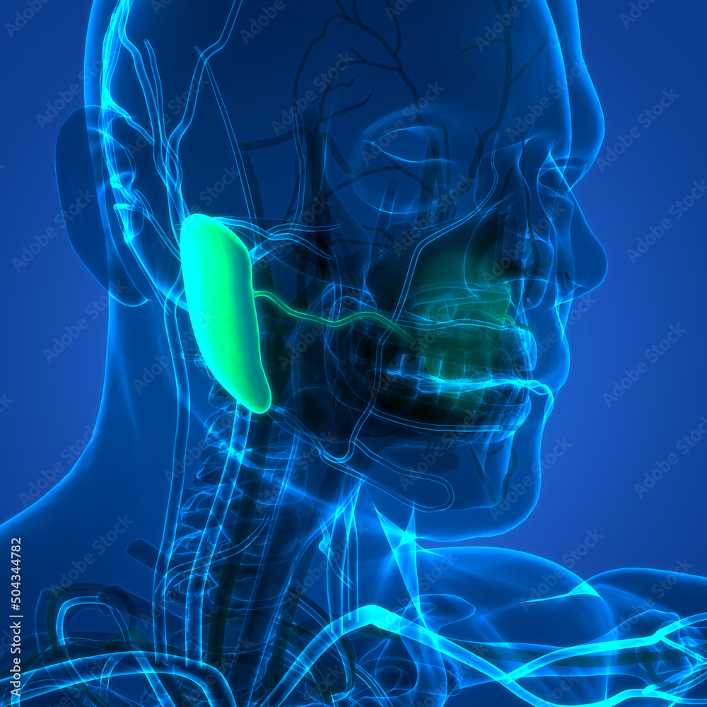 Human Digestive System Parotid Gland Anatomy Stock Illustration | Adobe ...