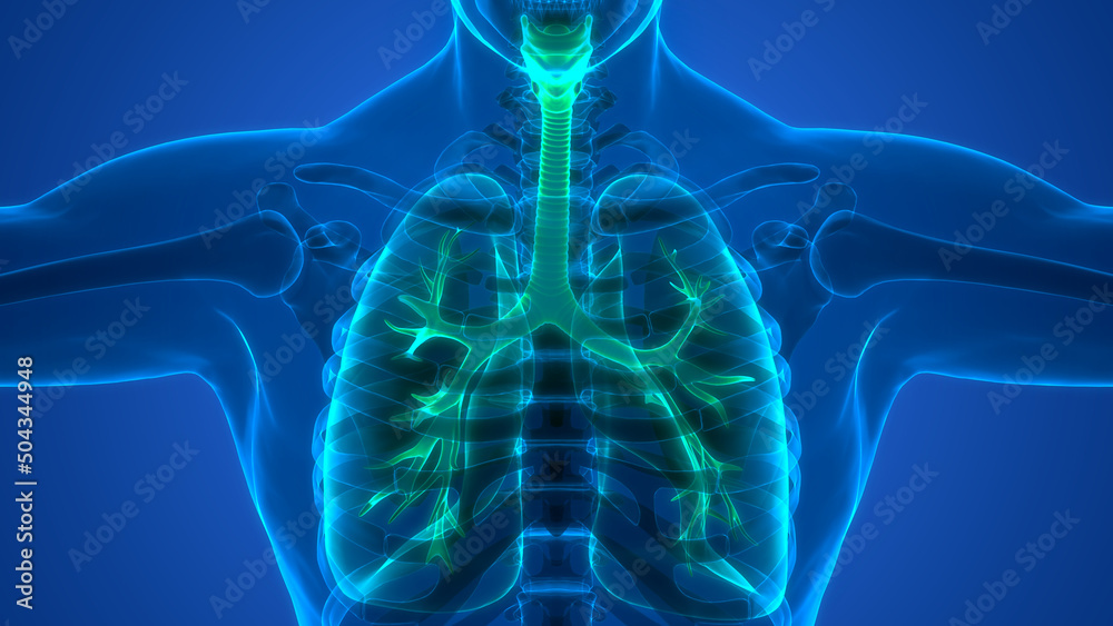 Human Respiratory System Lungs Anatomy Stock Illustration | Adobe Stock
