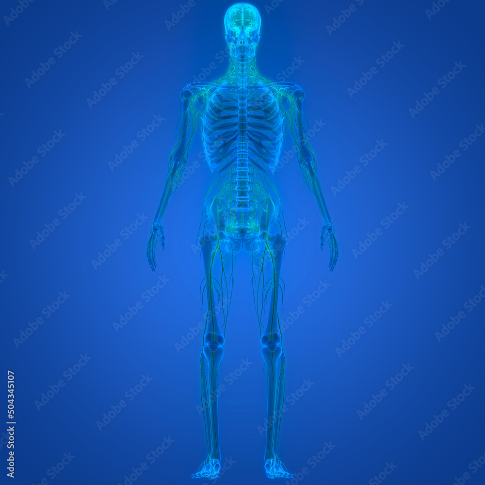 Central Organ of Human Nervous System Brain Anatomy Stock Illustration ...