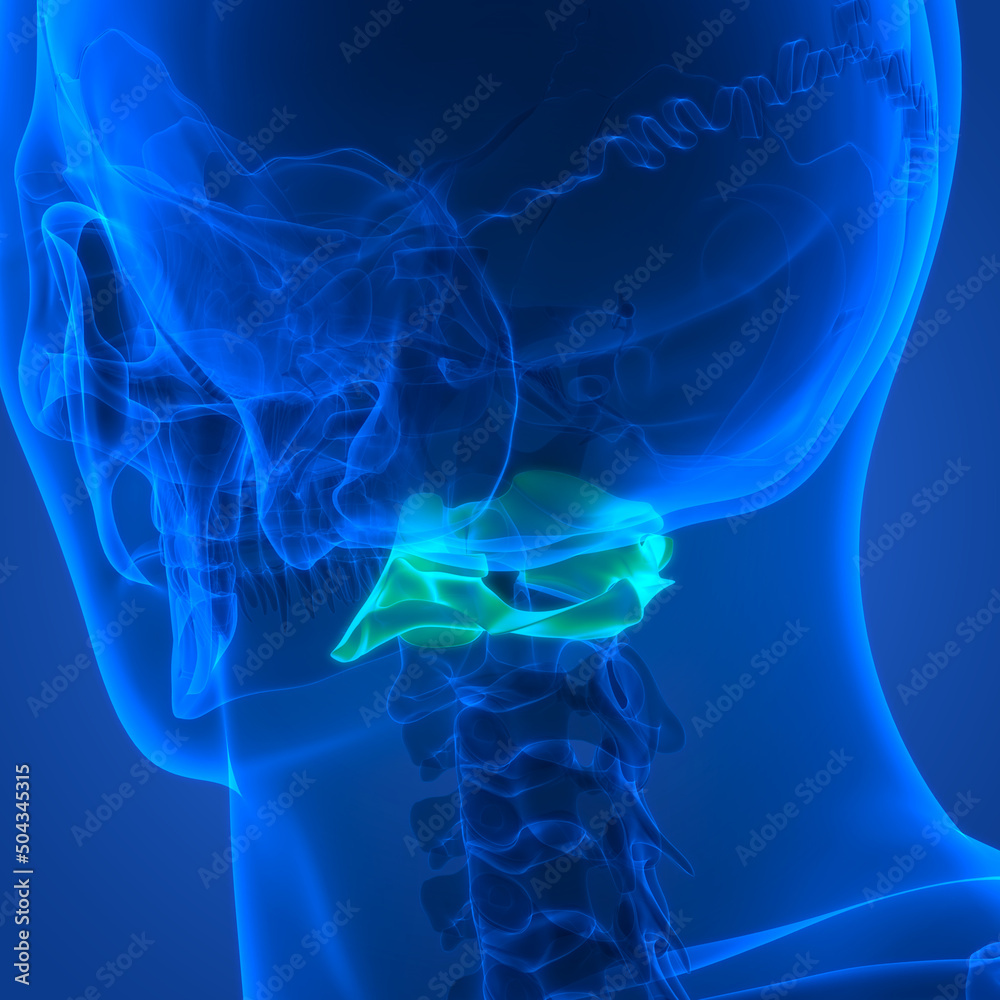 Spinal Cord Vertebral Column Atlas of Human Skeleton System Anatomy ...