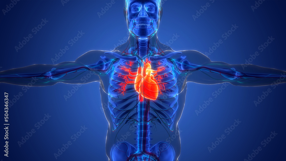 Human Circulatory System Heart Anatomy Stock Illustration | Adobe Stock