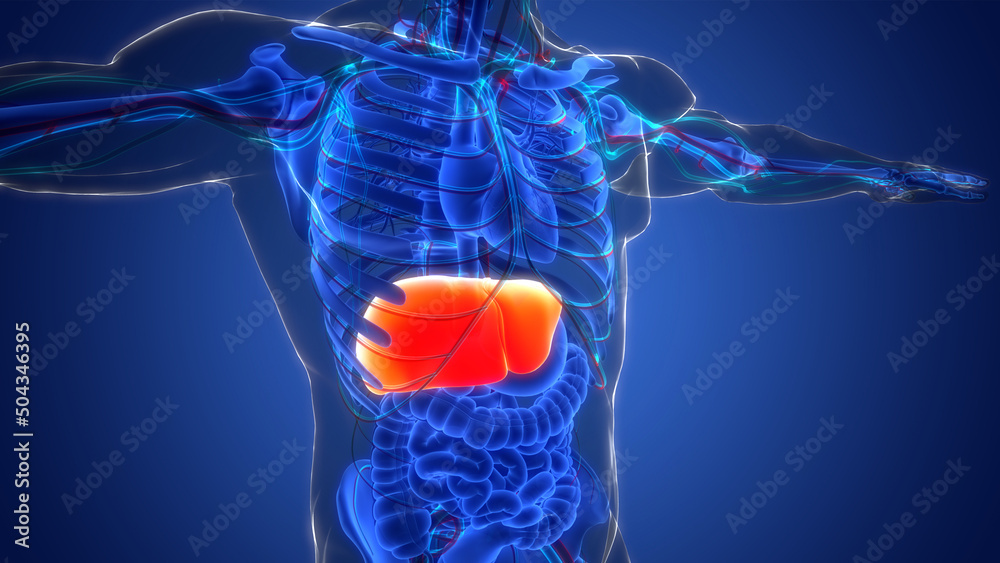 Human Internal Digestive Organ Liver Anatomy Stock Illustration | Adobe ...