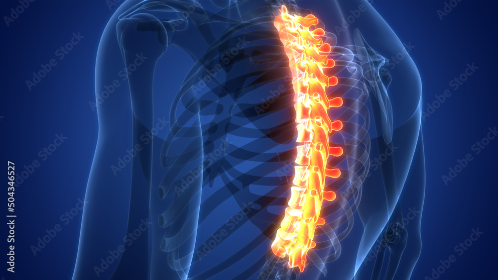 Spinal Cord Vertebral Column Thoracic Vertebrae of Human Skeleton ...