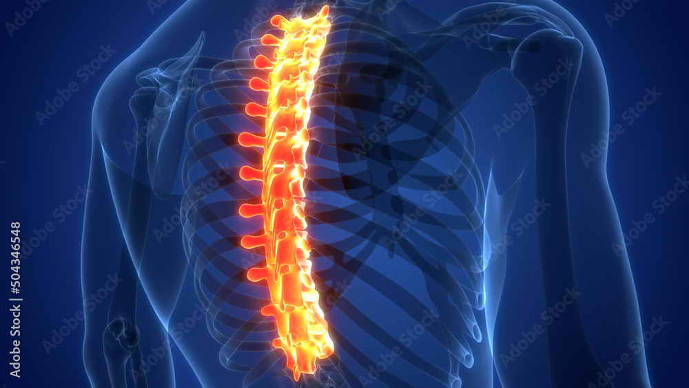 Spinal Cord Vertebral Column Thoracic Vertebrae of Human Skeleton ...