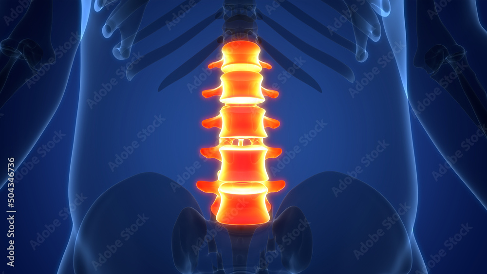 Spinal Cord Vertebral Column Lumbar Vertebrae of Human Skeleton System ...