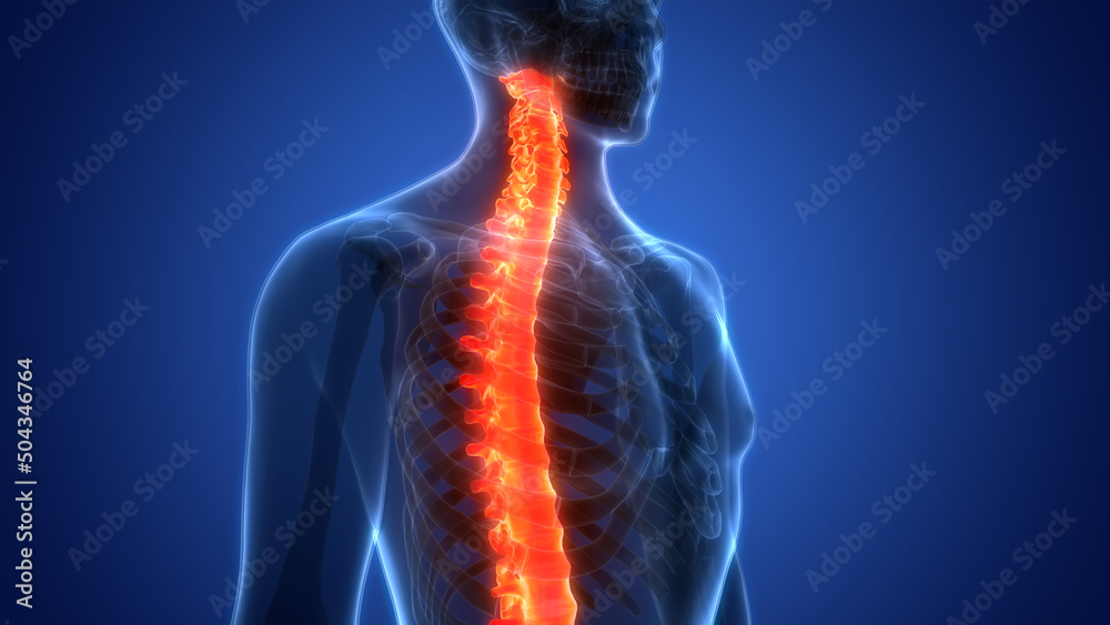 Spinal Cord Vertebral Column of Human Skeleton System Anatomy Stock ...