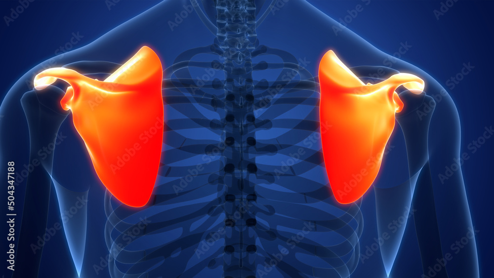 Human Skeleton System Scapula Bone Joints Anatomy Stock Illustration ...