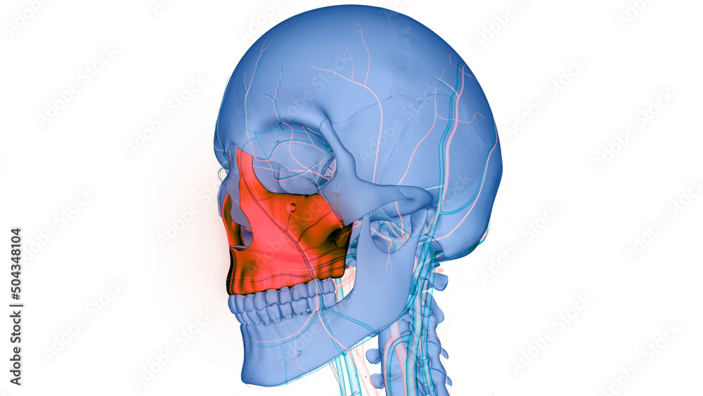 Human Skeleton System Skull Bone Parts Maxilla Anatomy Stock ...