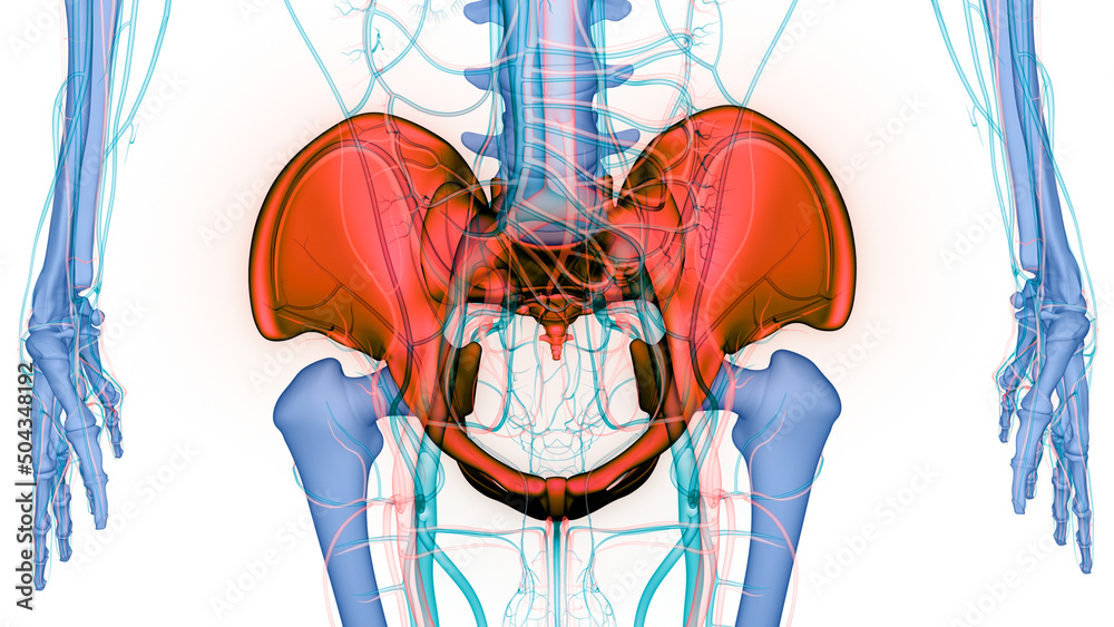 Human Skeleton System Pelvic Girdle Bone Joints Anatomy Stock ...