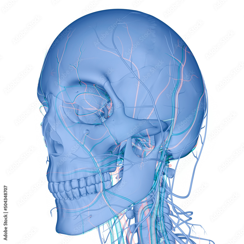Human Skeleton System Skull Bone Parts Anatomy Stock Illustration ...