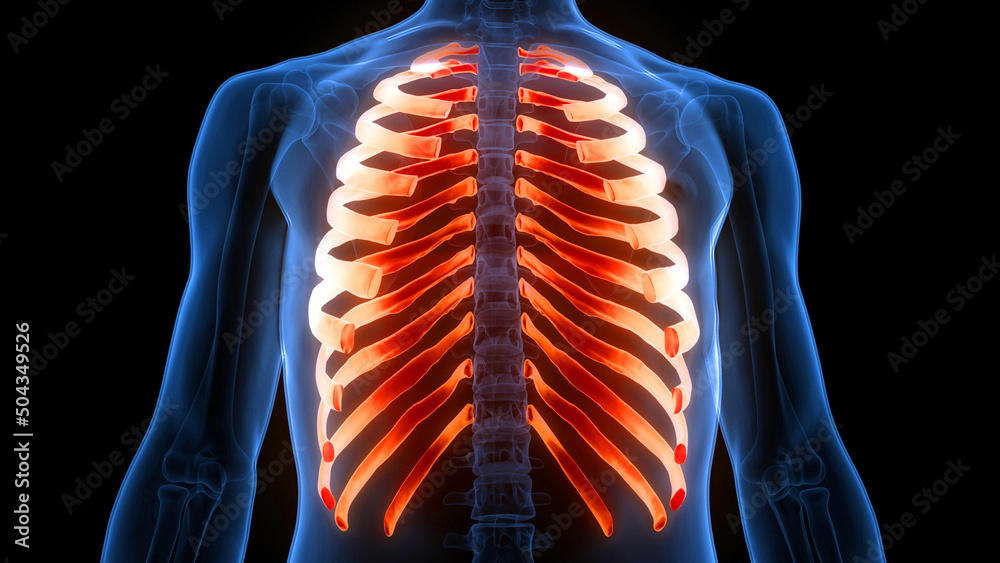 Human Skeleton System Rib Cage Bone Joints Anatomy Stock Illustration ...