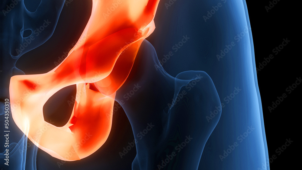 Human Skeleton System Hip Bone Joints Anatomy Stock Illustration ...