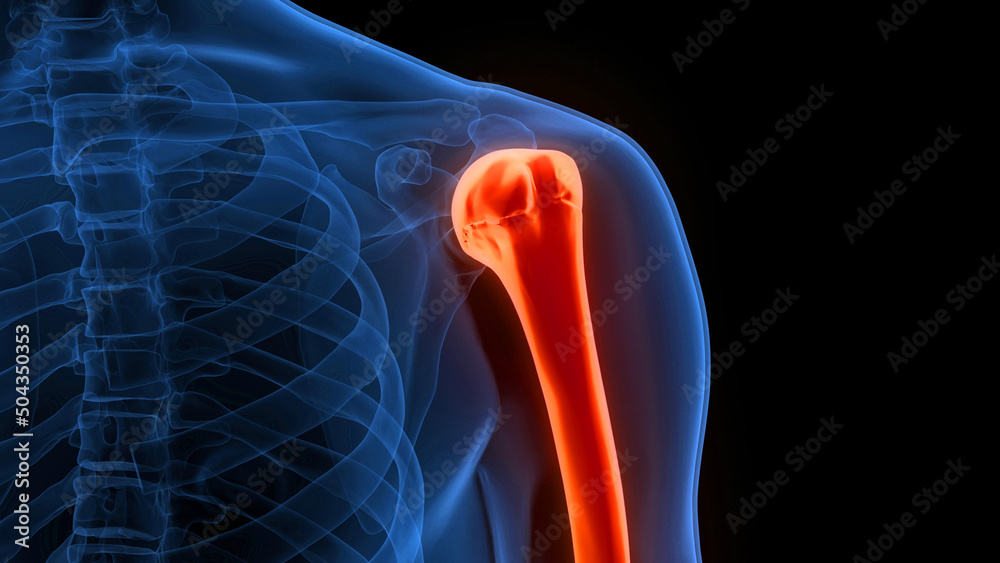 Human Skeleton System Humerus Bone Joints Anatomy Stock Illustration ...