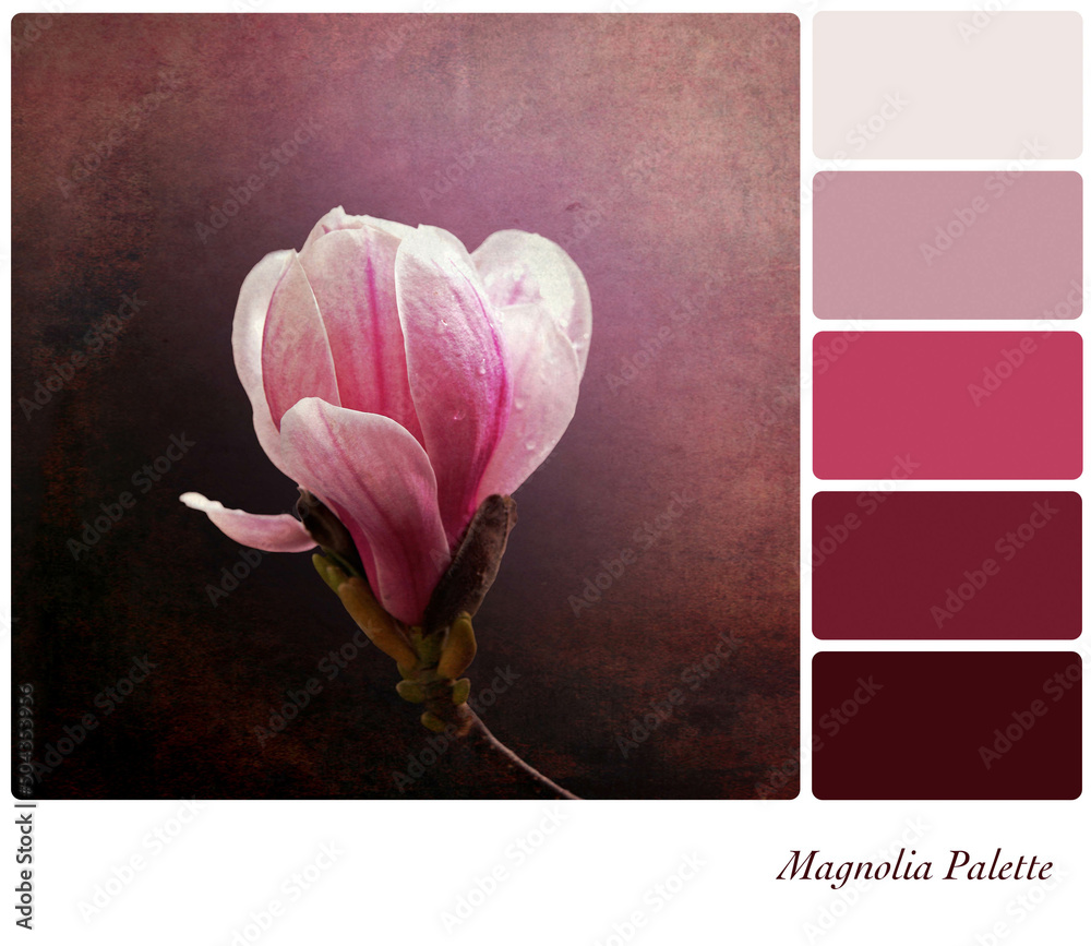 Pink magnolia flower, textured to look like a vintage painting or print ...