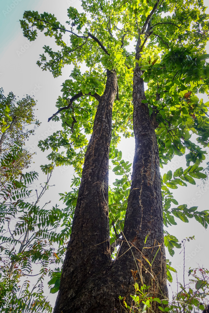 A wide angle shot of Shorea robusta or Sal tree in an Indian forest. It ...