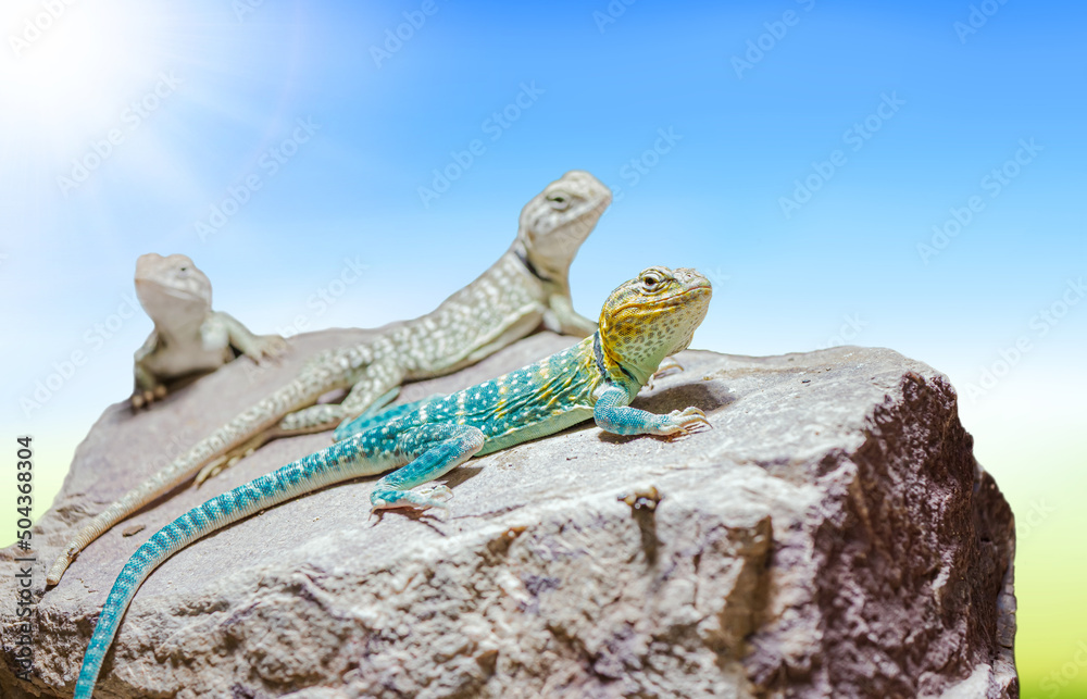 Eastern collared lizards (Crotaphytus collards) on a stone in sunshine ...
