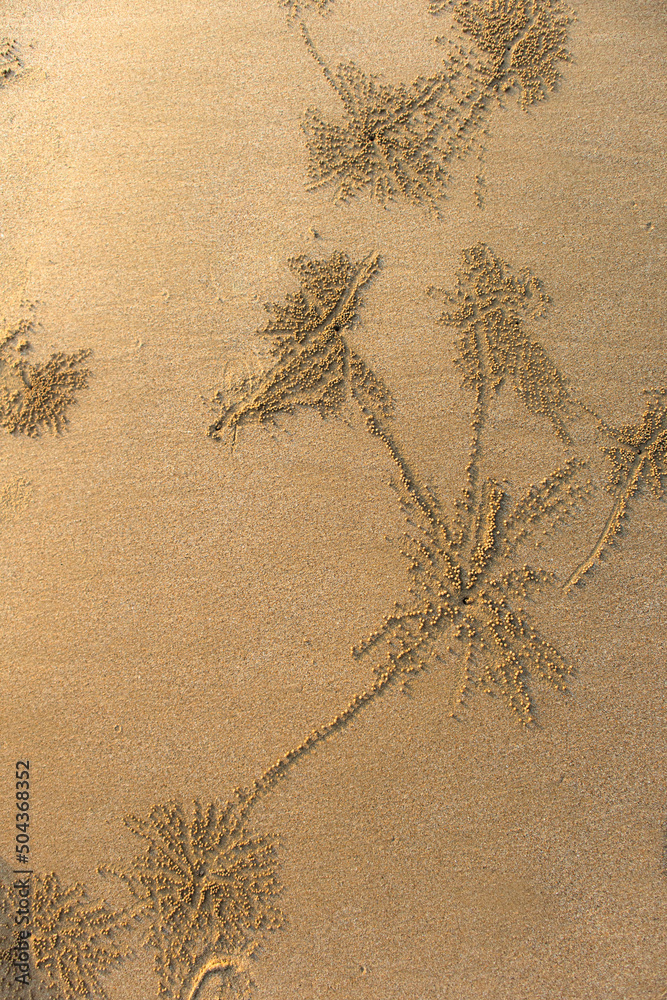 Star burst sand texture made by sand bubbler crab traces and patterns ...