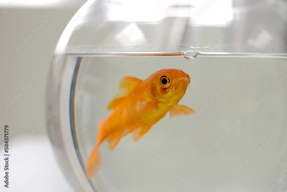 Bocal poisson rouge et bulle Stock Photo | Adobe Stock