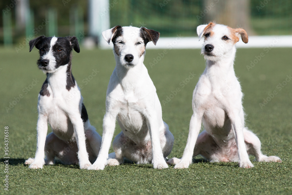 Three funny smiling white parson russell terrier with sable and black ...