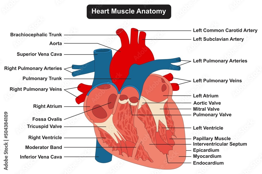 Human interior heart muscle anatomy infographic diagram for physiology ...