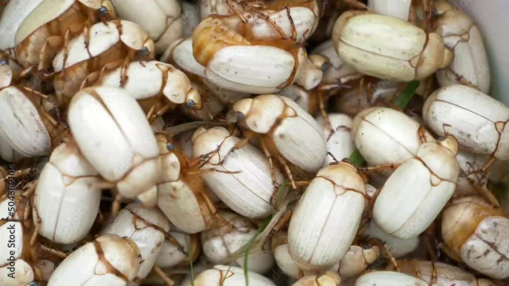 Close up view of Escarabajo blanco de junio also know as catso blanco ...