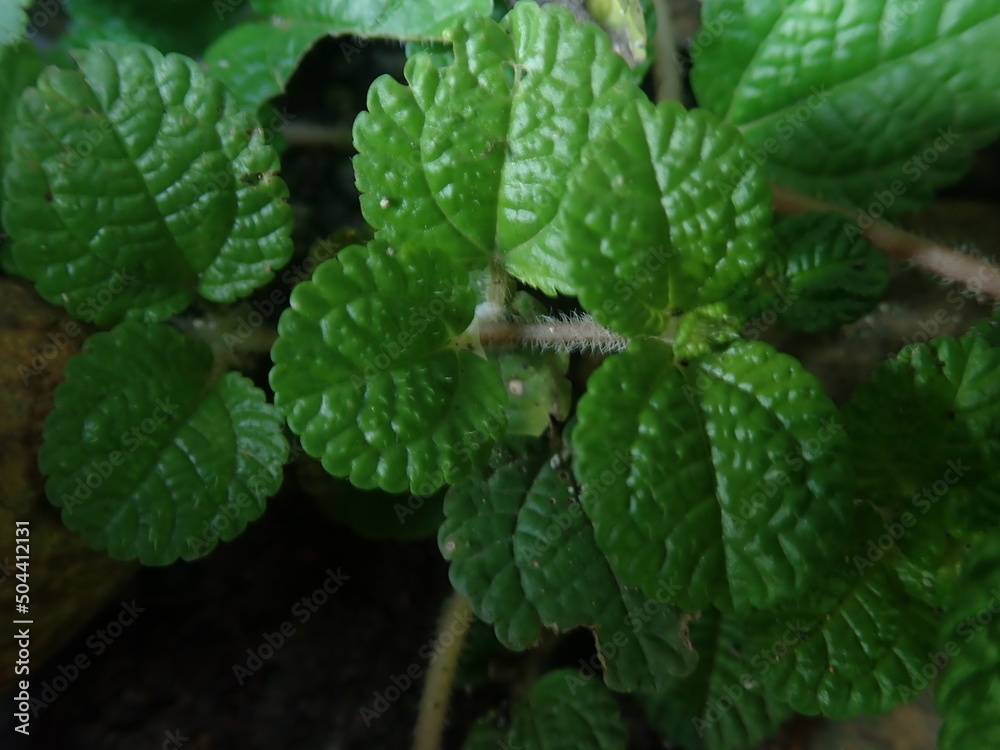 Pilea nummulariifolia is a perennial evergreen herbaceous plant ...