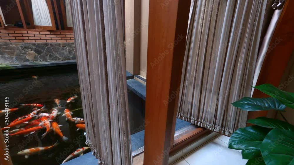 Koi fish pond view from inside house and wooden window with panning ...