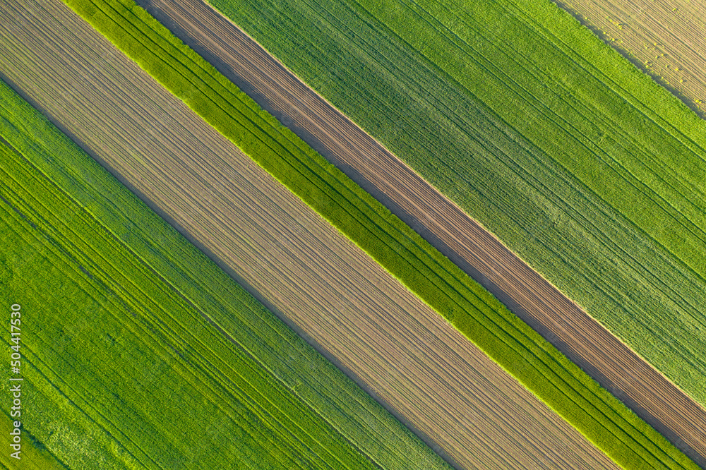 Aerial view with agriculture fields of wheat plants. One agriculture ...