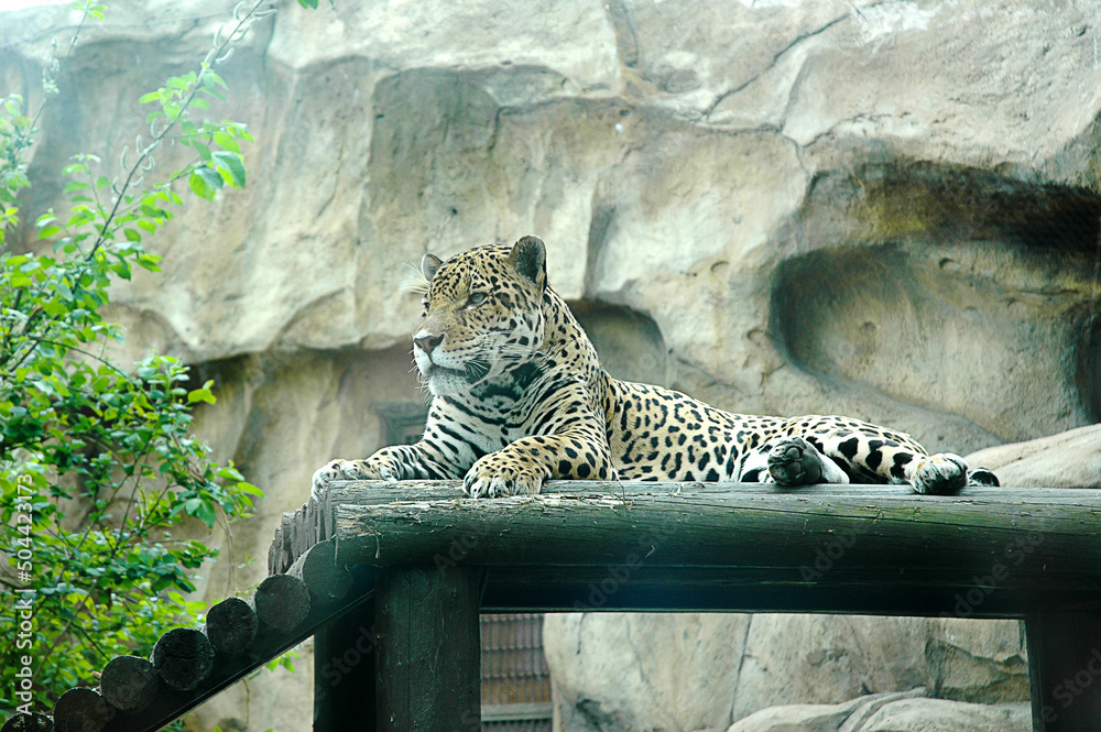 Foto de Leopard, a rare animal in the zoo. An animal in an aviary at ...