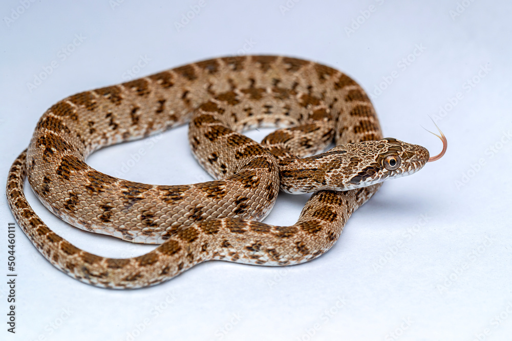 diadem snake, Spalerosophis diadema, snake, royal snake, reptile ...
