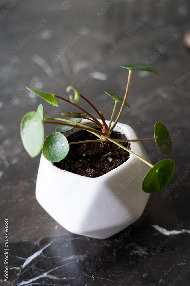 small pilea peperomioides aka ufo plant aka Chinese money plant plant ...