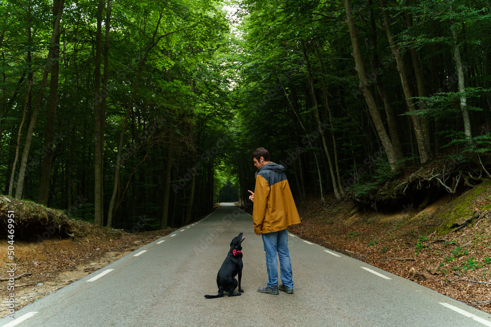 Back view of man and dog walking in the middle of road in forest Stock ...