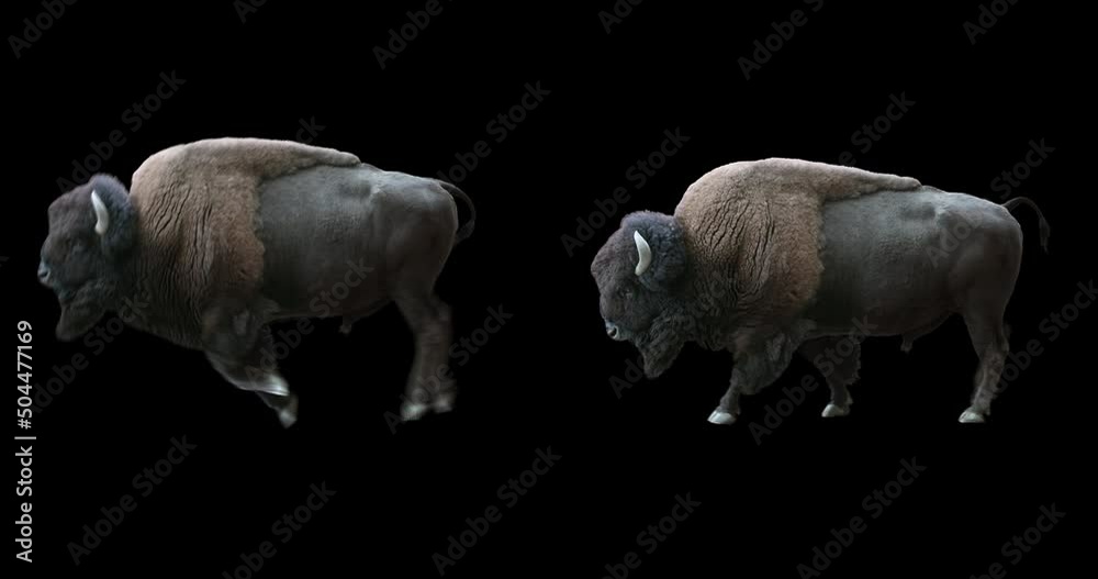 Set of American Bison realistic animation. Isolated animal video ...
