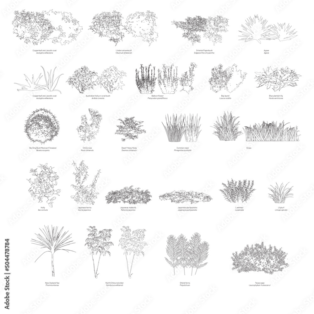 Póster Vector shrubs with the common names and scientific names ...