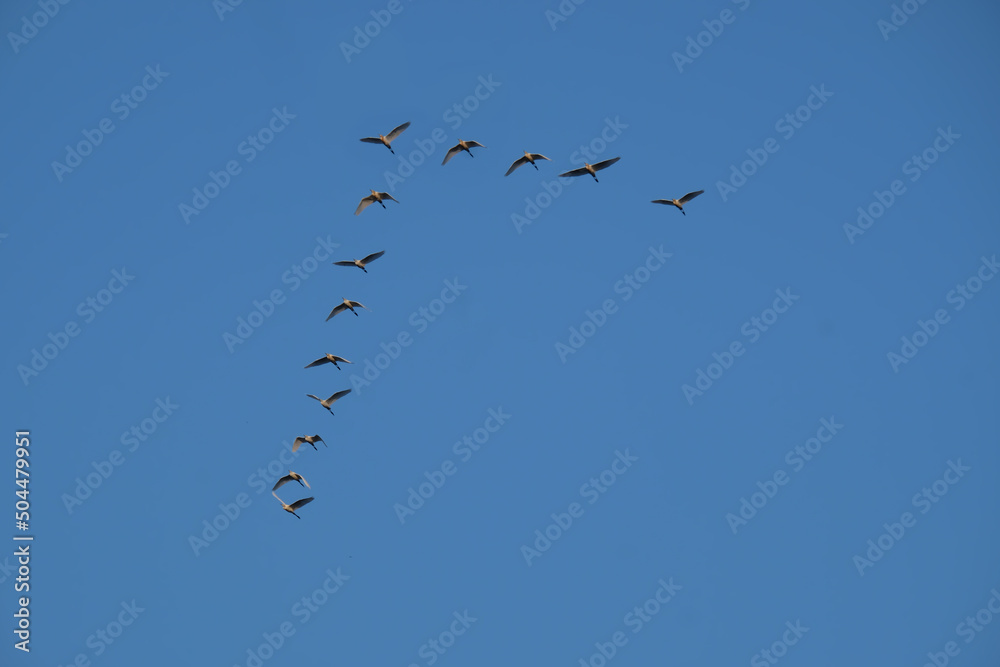 Flying birds in the shape of an arrow in the blue sky Stock Photo ...