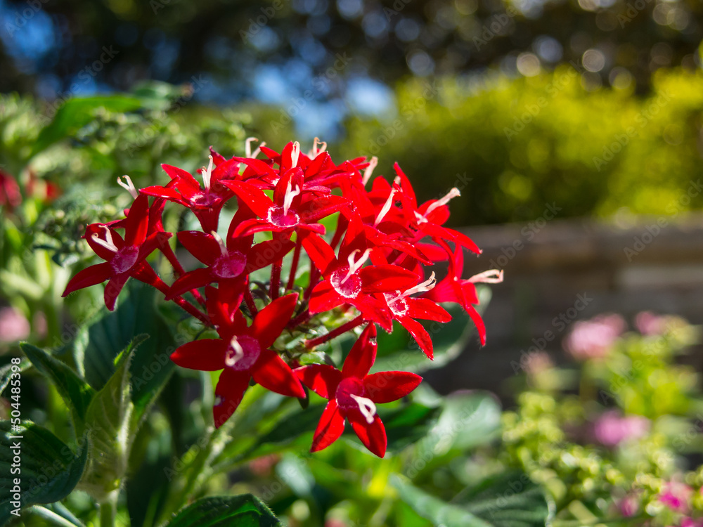 Red Pentas Lanceolata (Lucky Star) in a summer at a botanical garden ...