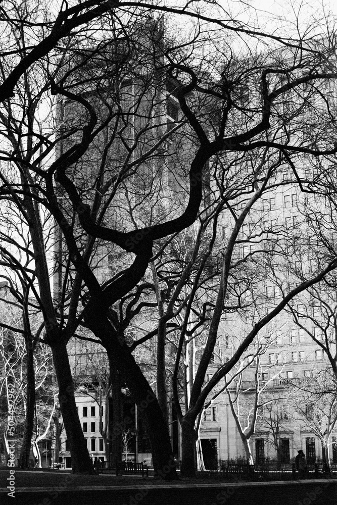 Twisted Trees Silhouette Stock Photo | Adobe Stock
