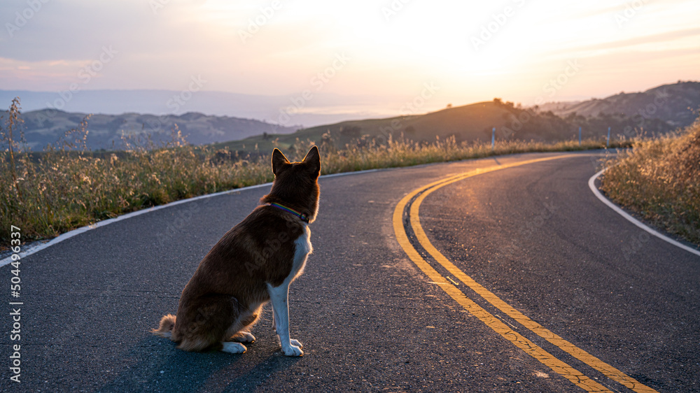 Atlas the dog staring at the sunset Stock Photo | Adobe Stock
