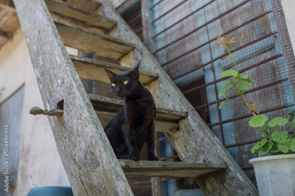 Black Cat Stock Photo | Adobe Stock