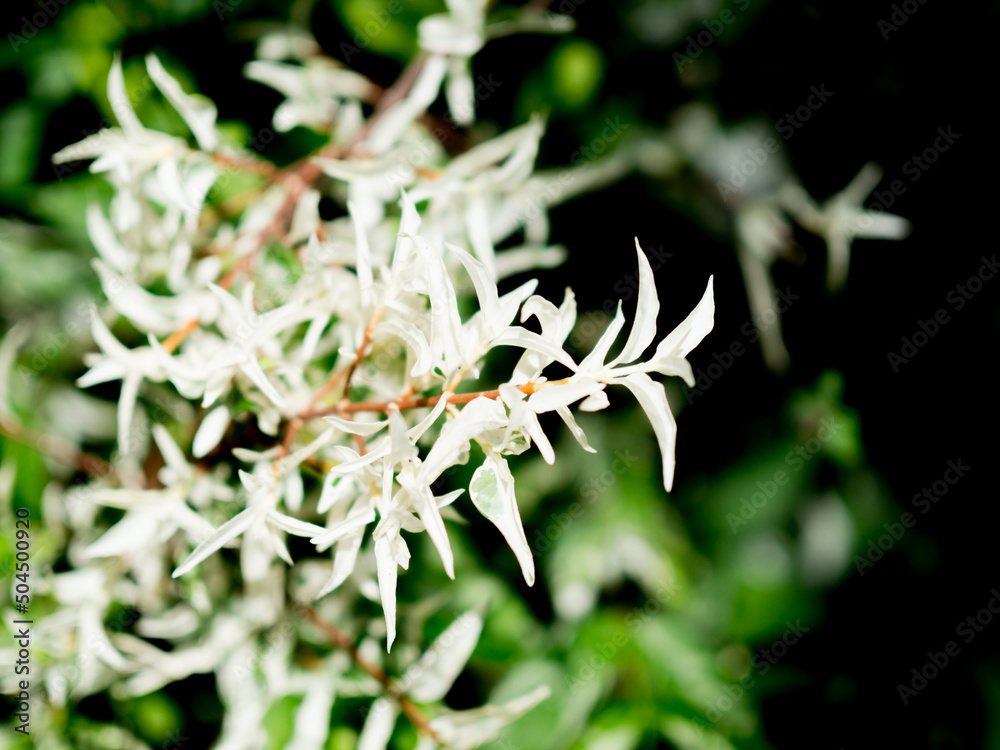 Beautiful white leaves of Wrightia religiosa Benth tree in a spring ...