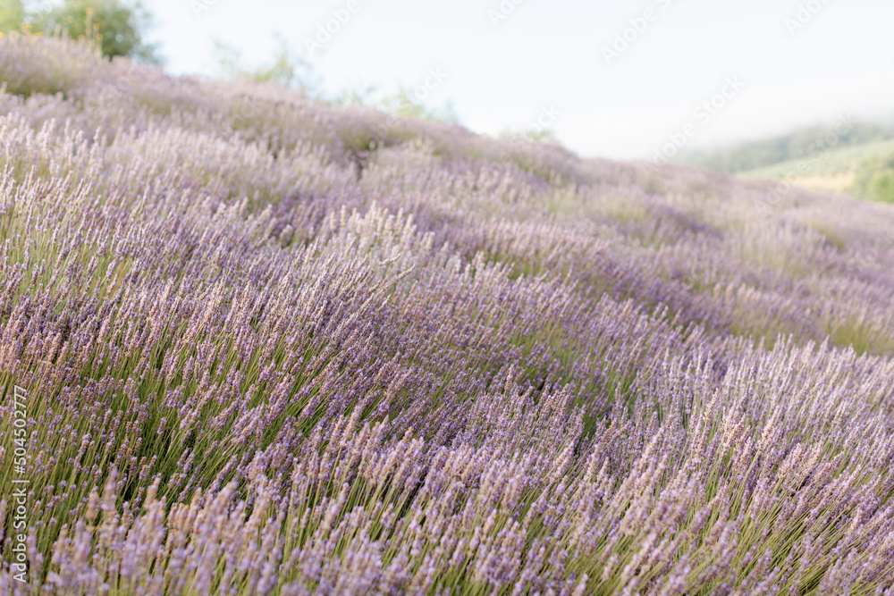 Lavender field Stock Photo | Adobe Stock