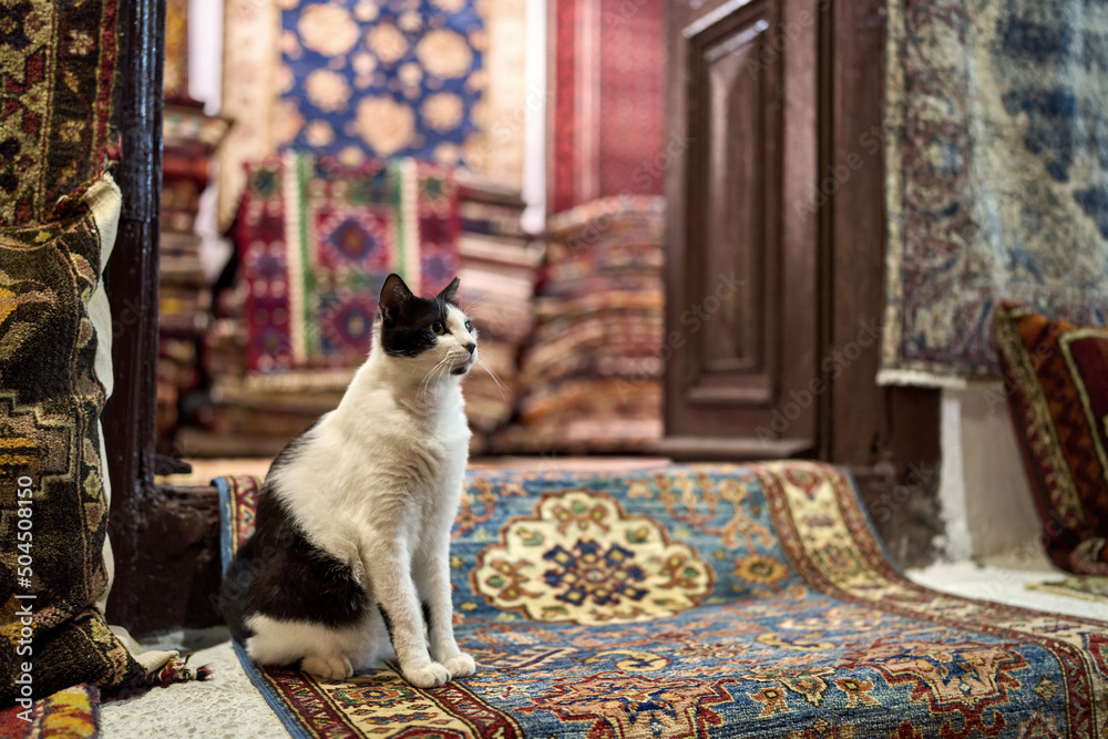 Cat is sitting inside shop of persian carpets Stock Photo | Adobe Stock