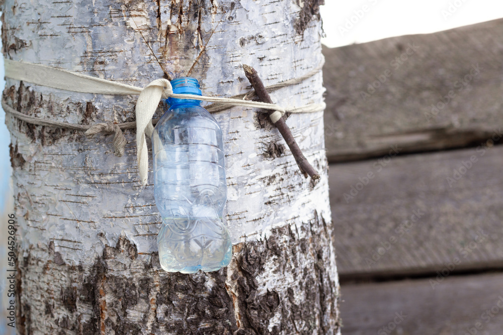 A plastic bottle is tied to a birch tree during the collection of birch ...