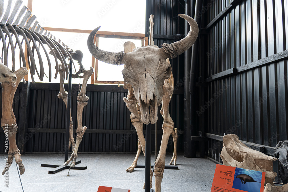 Skull and part of the carcass of a Steppe Bison, an extinct species of ...