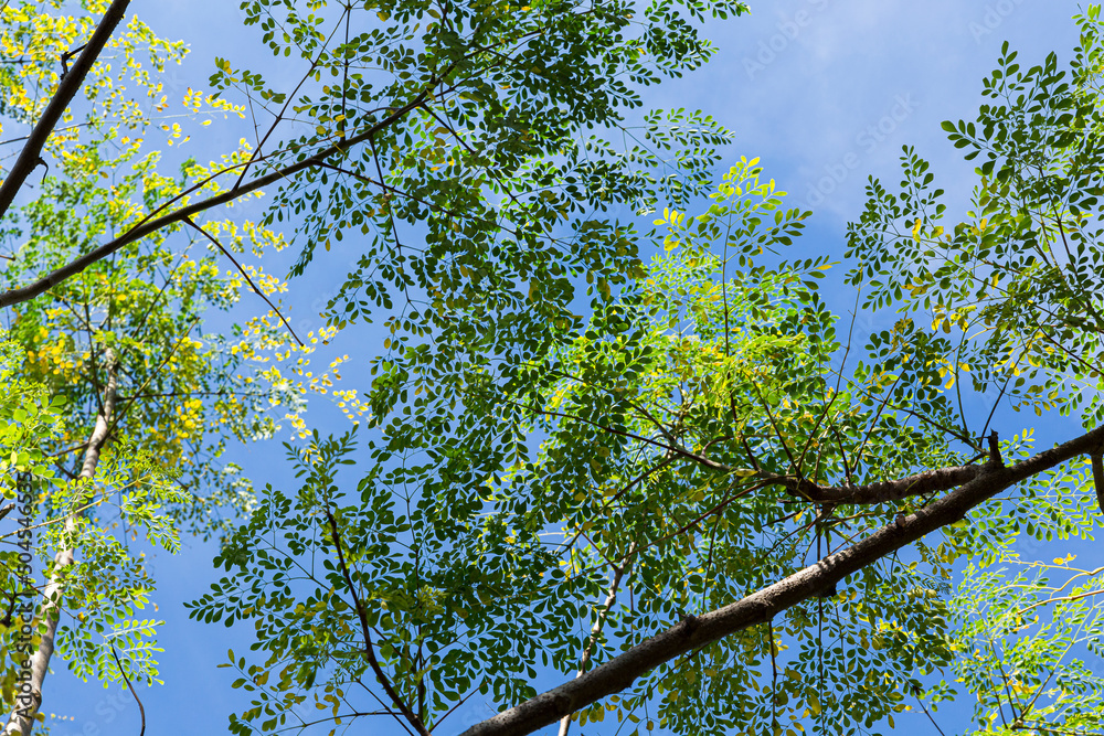 Moringa tree with the rays of the sun and a blue sky Stock Photo ...