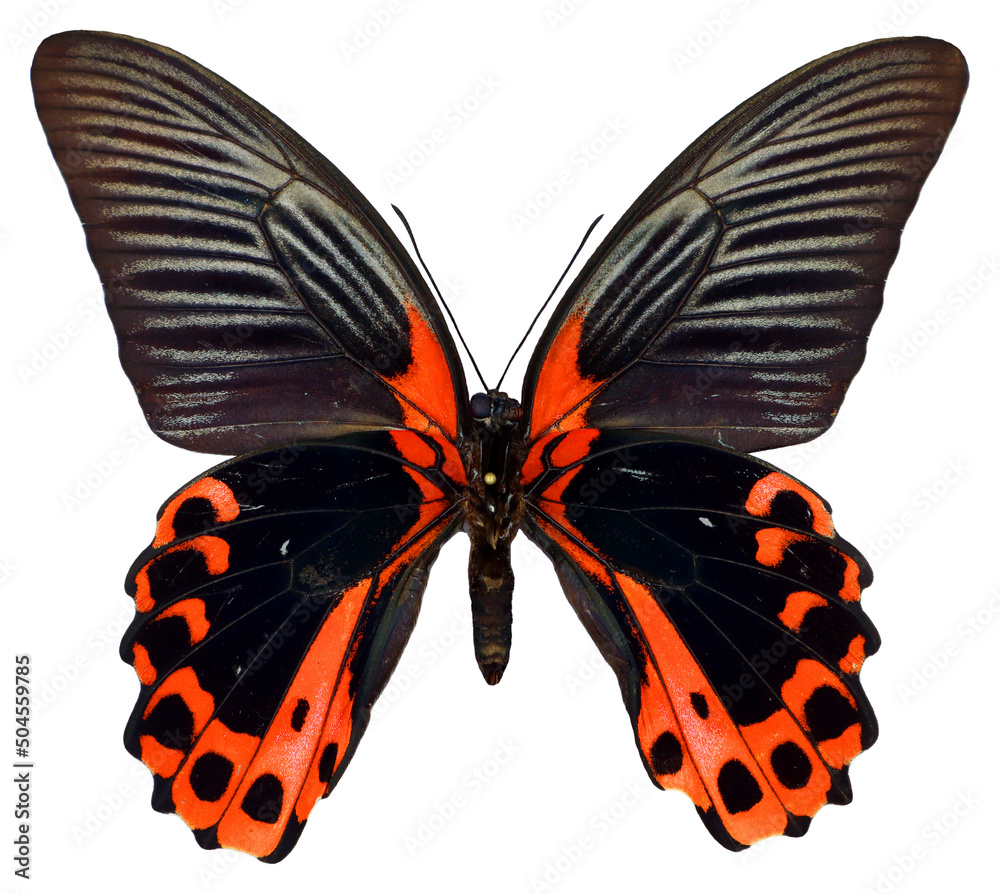 Red butterfly Papilio rumanzovia isolated on white for artwork, design ...