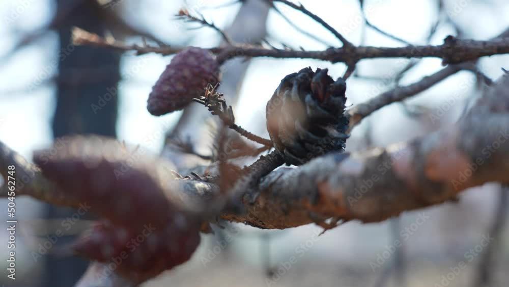 Vidéo Stock Closeup 4k of black conifer branches of burnt out trees ...