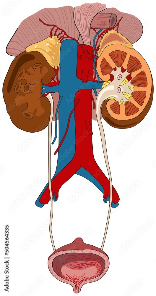 Urinary system of human body infographic diagram parts structure kidney ...