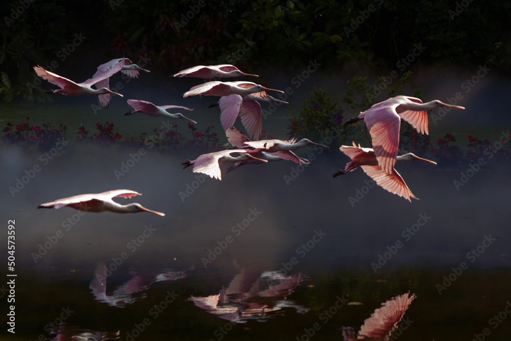pink spoonbill flying in sky Stock Photo | Adobe Stock