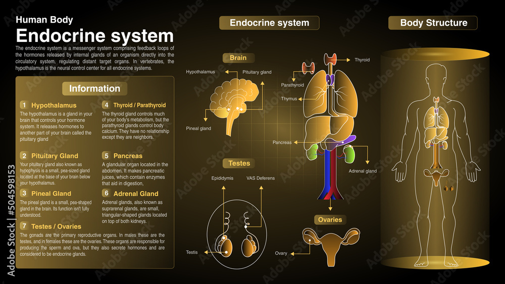 Endocrine Organs Diagram